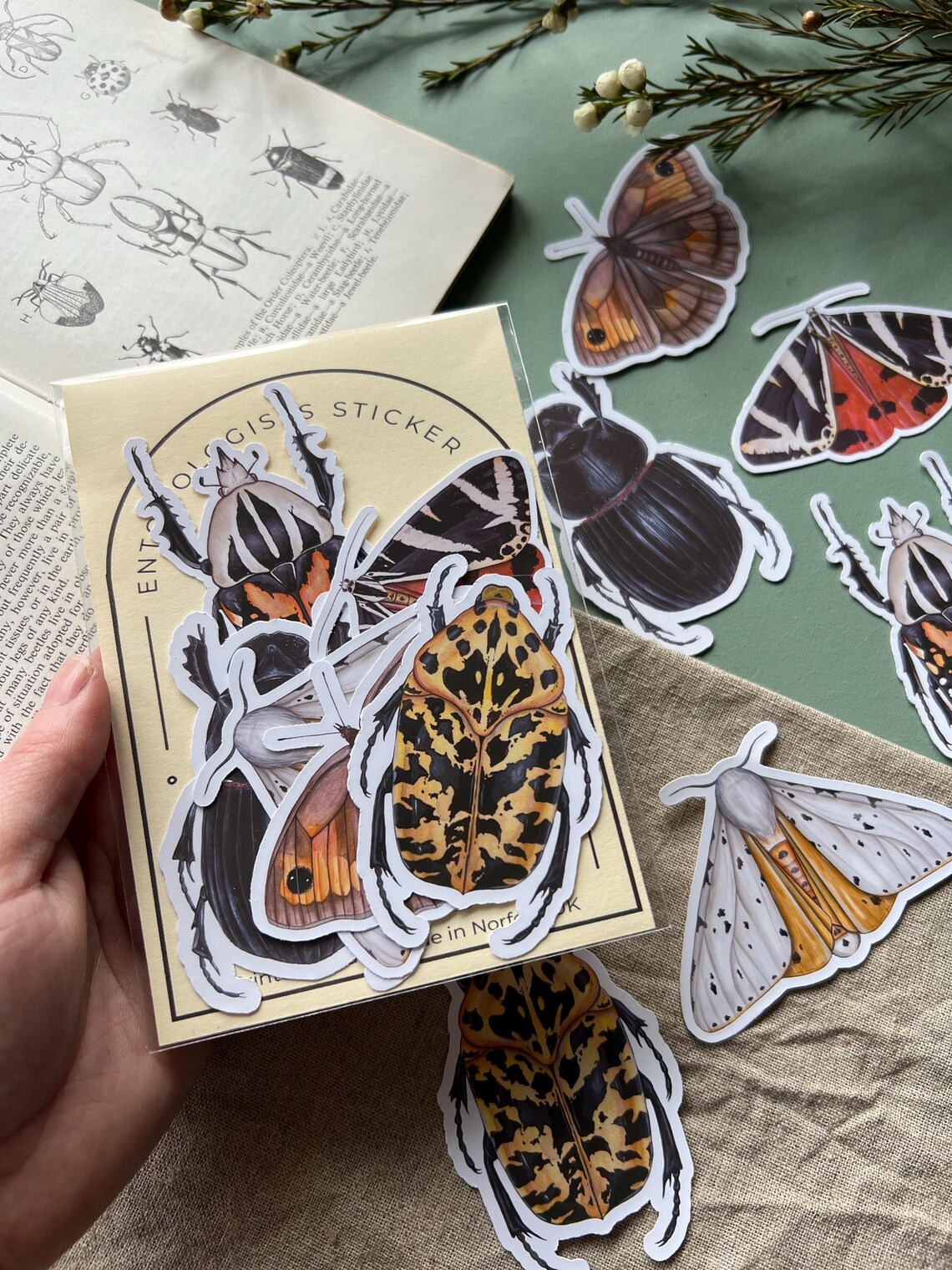 Entomology Sticker Pack, 6 Vinyl Wildlife Stickers - Etsy