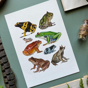 Frogs Print - Etsy