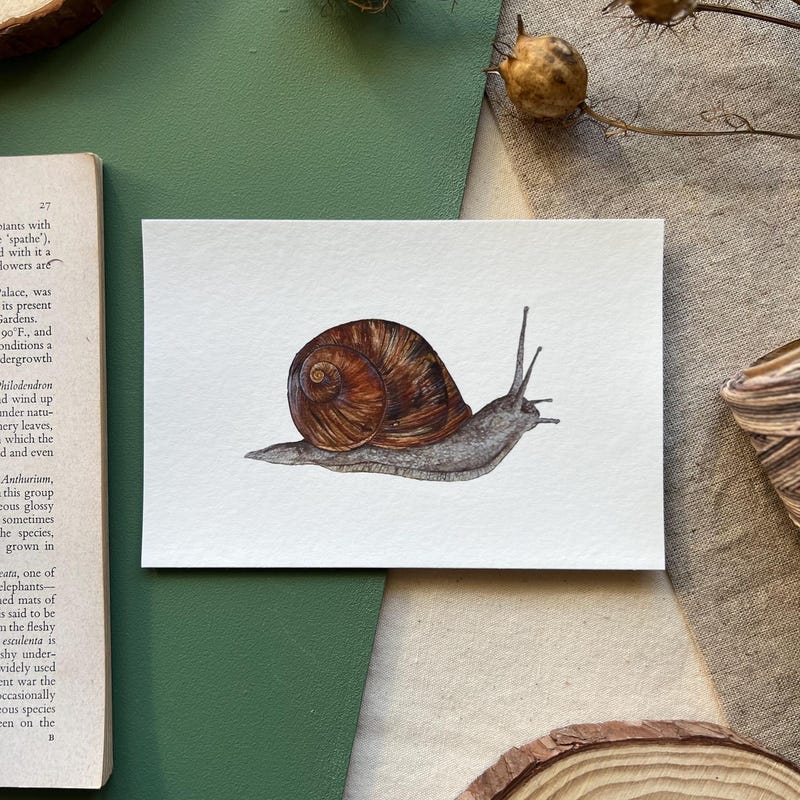 Snail Art Print - Etsy