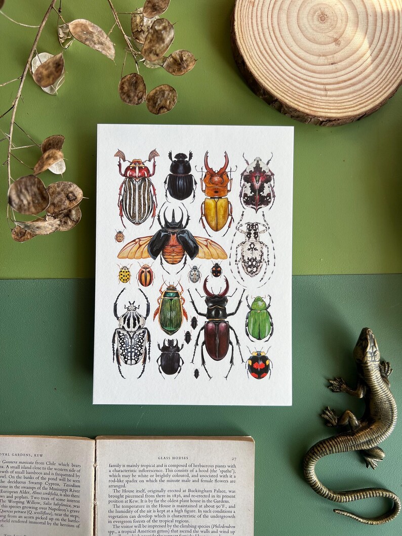 Beetles and Moths/butterflies Print Set - Etsy