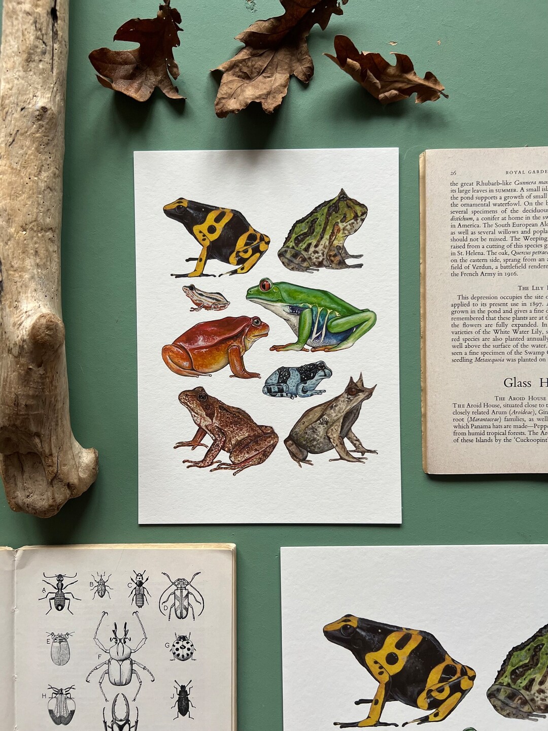 Frogs Print - Etsy