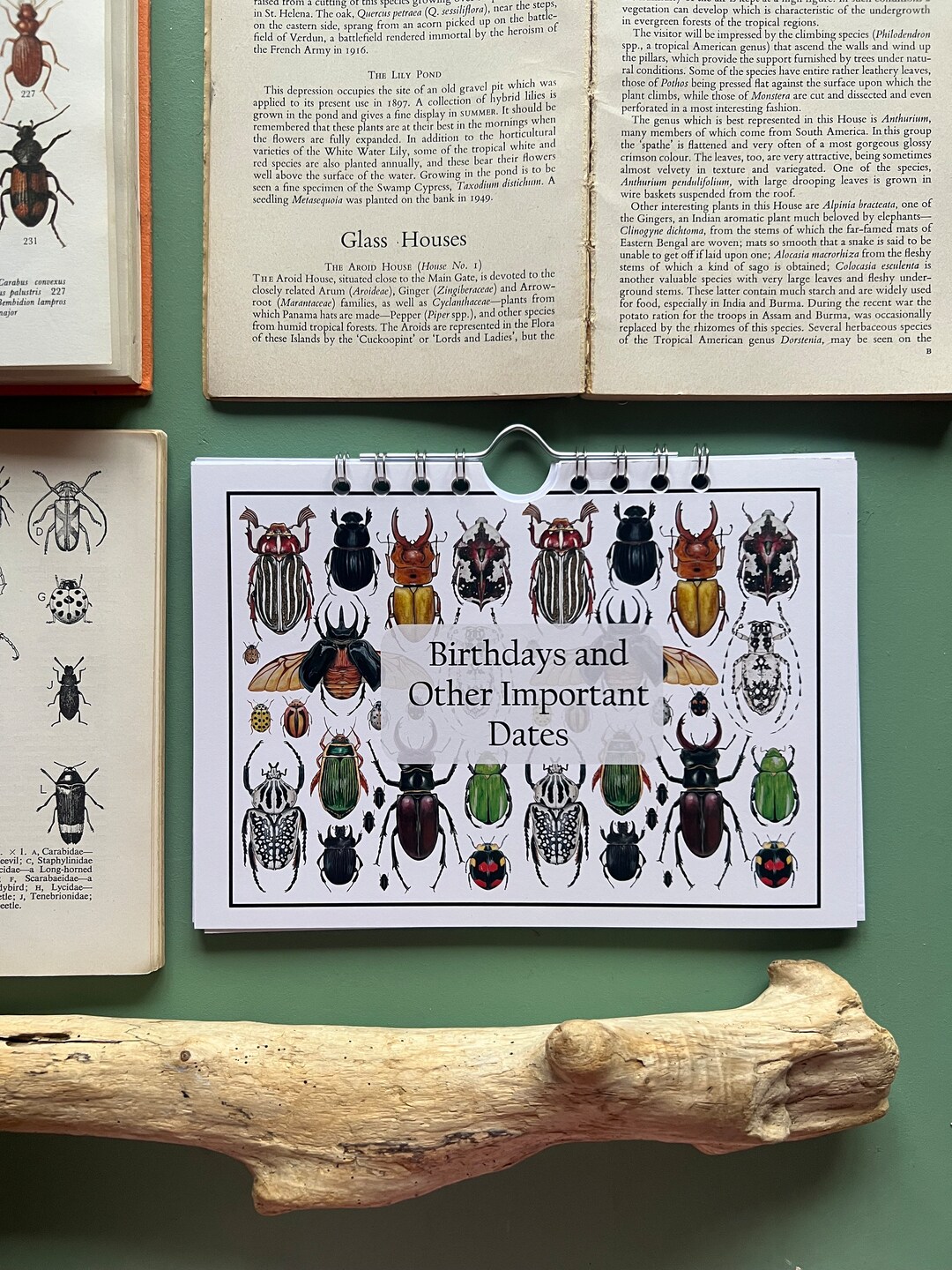 Preorder Beetles and Bugs Birthdays and Other Important Dates ...