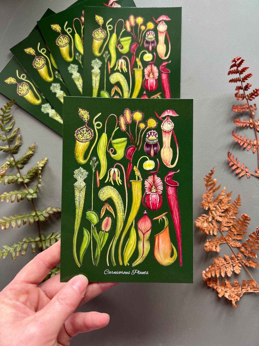 Carnivorous Plants Postcards - Etsy