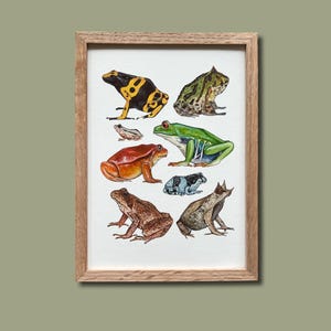 Frogs Print - Etsy