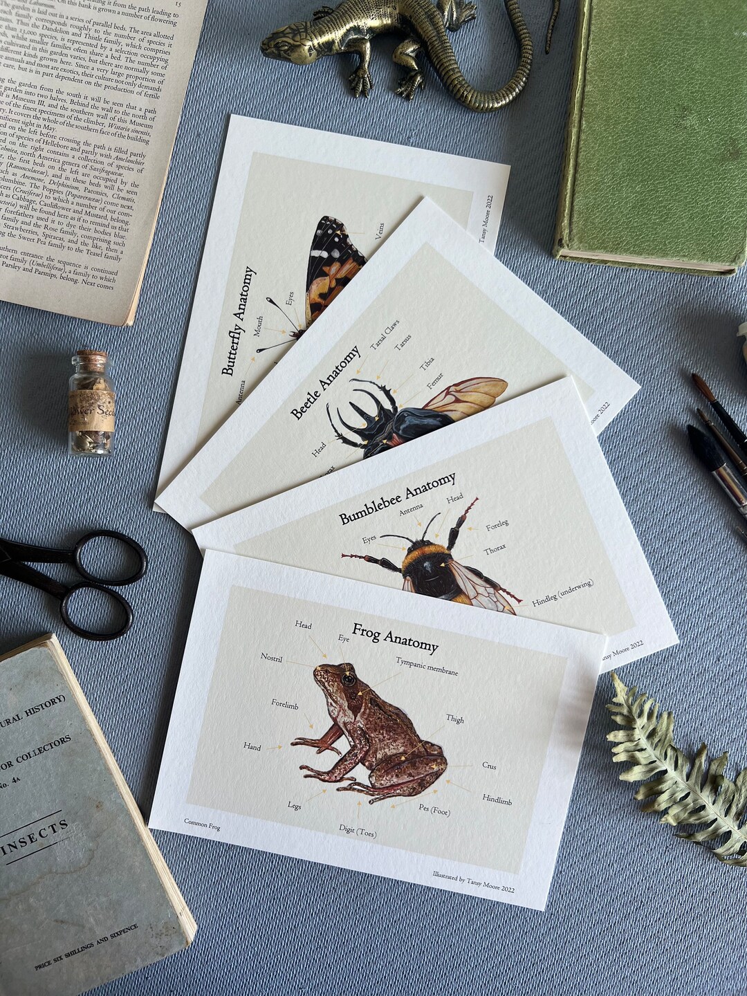 Wildlife Anatomy Fine Art Prints, A5 - Etsy