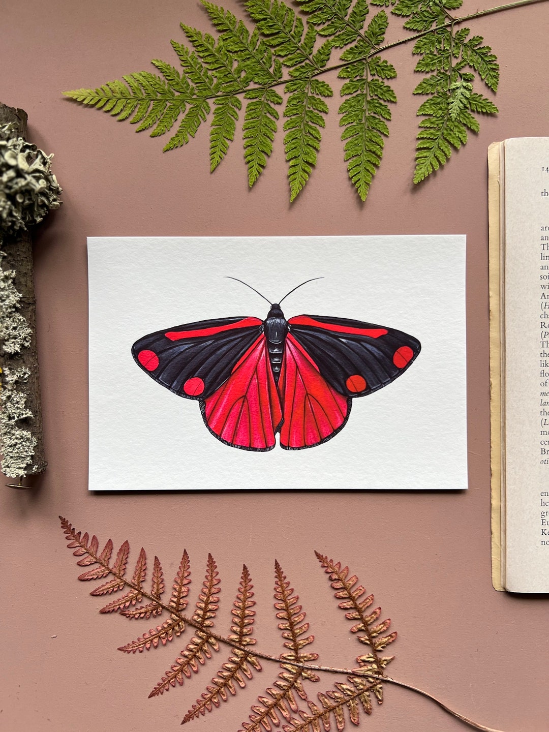 Cinnabar Moth, A6 Print, Watercolour Illustration - Etsy