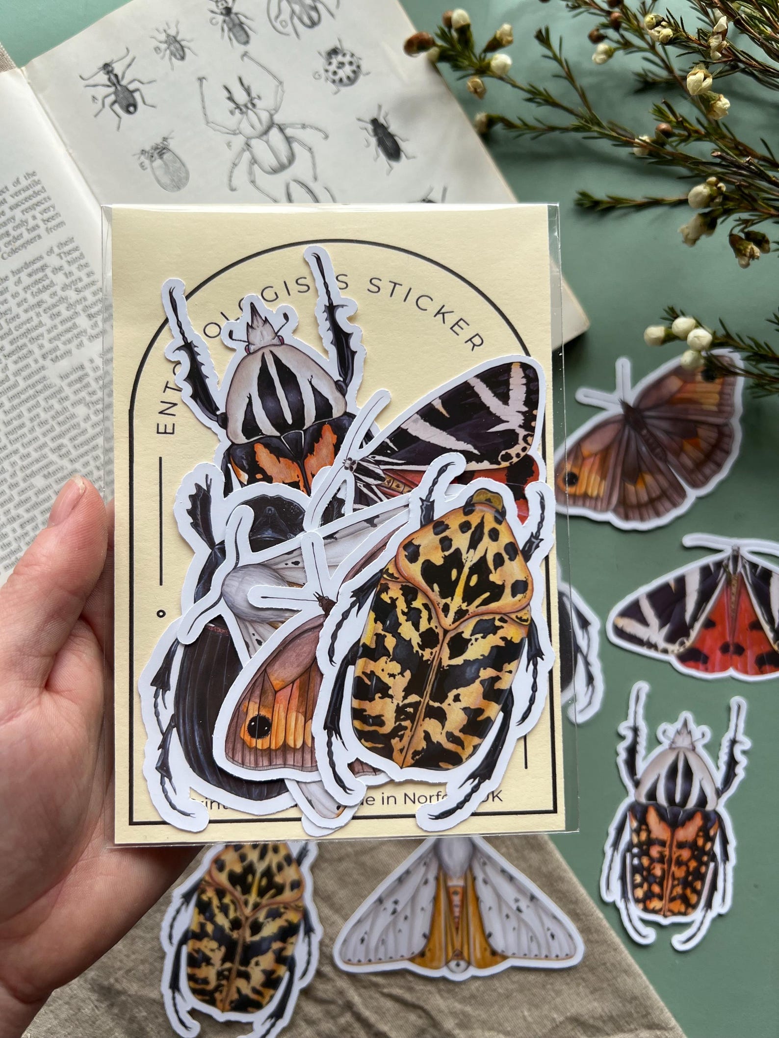 Entomology Sticker Pack, 6 Vinyl Wildlife Stickers - Etsy