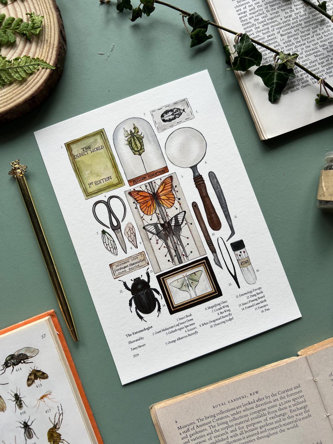 The Entomologist, Watercolour Fine Art Print, Natural History - Etsy