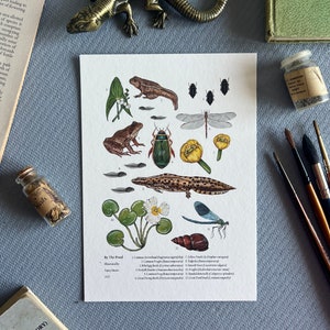 Pond Life Print Watercolour Illustrations A4 / A5 Nature - Etsy Canada