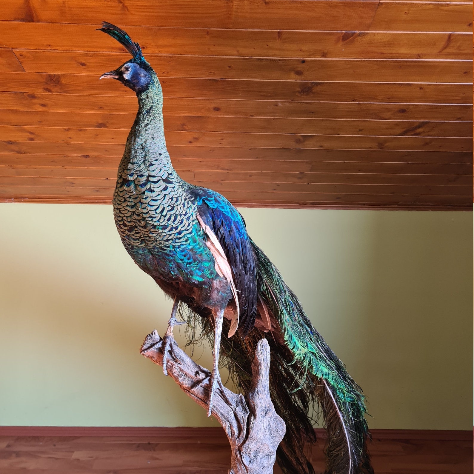 A real Peacock golden emperor on a natural root. Taxiderm. | Etsy