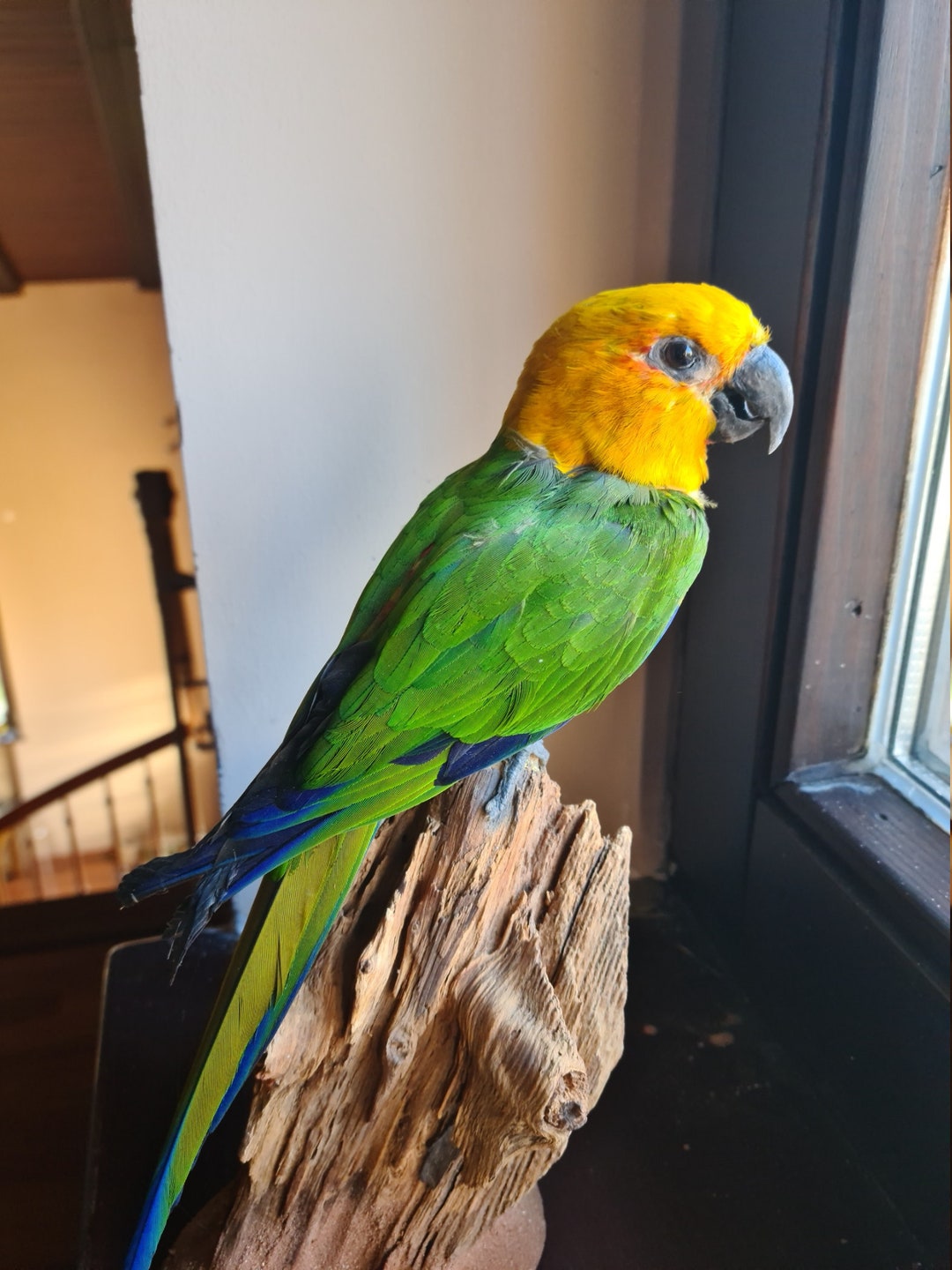 A Real Aratinga Jandaya Parrot Prepared on a Natural Root. - Etsy