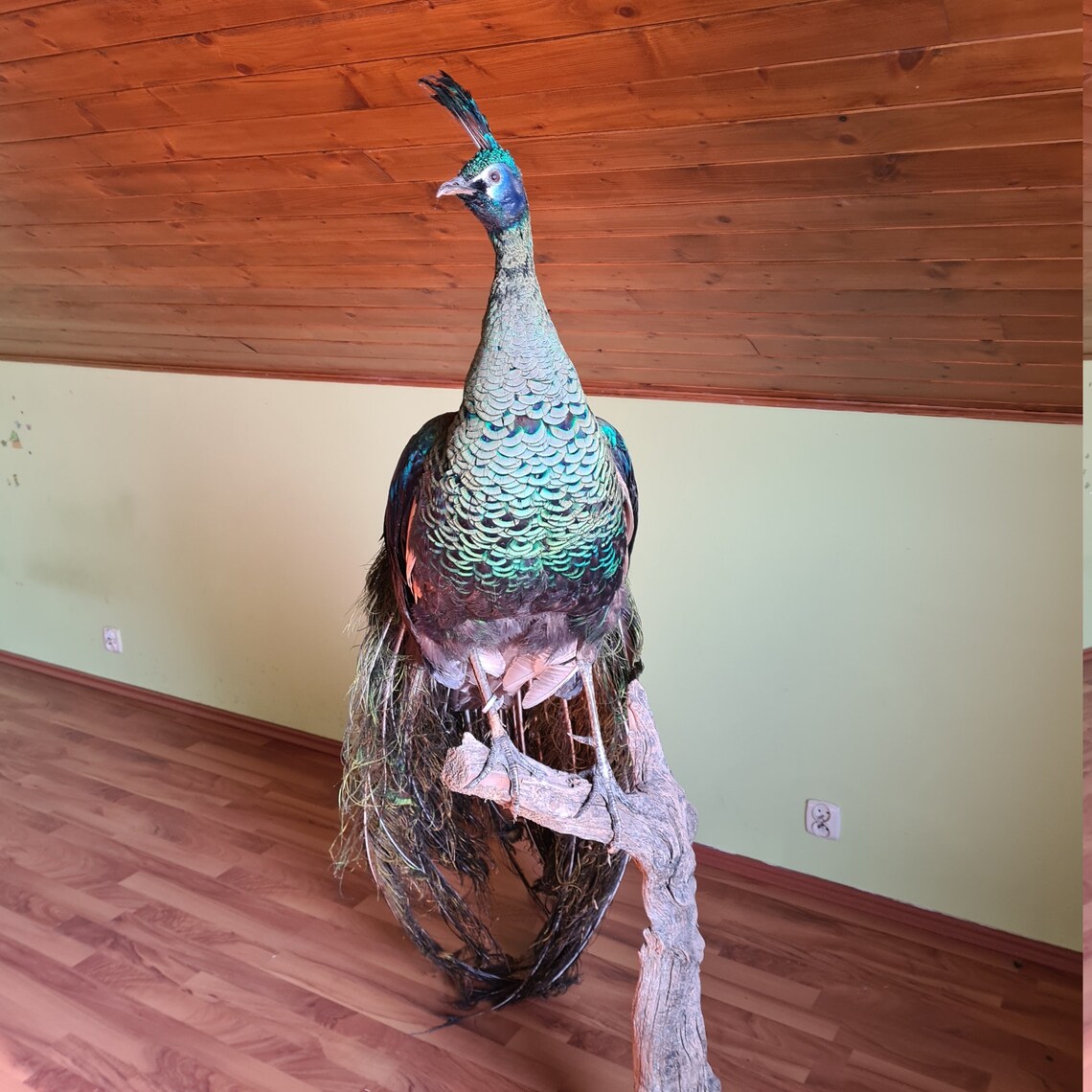 A Real Peacock Golden Emperor on a Natural Root. Taxiderm. - Etsy India