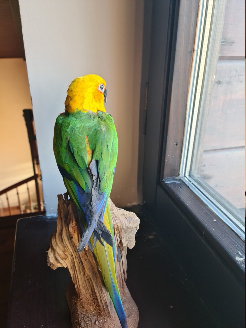A Real Aratinga Jandaya Parrot Prepared on a Natural Root. Taxidermia ...