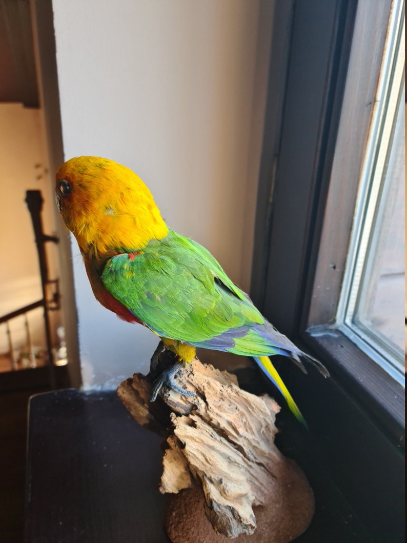 A Real Aratinga Jandaya Parrot Prepared on a Natural Root. Taxidermia ...