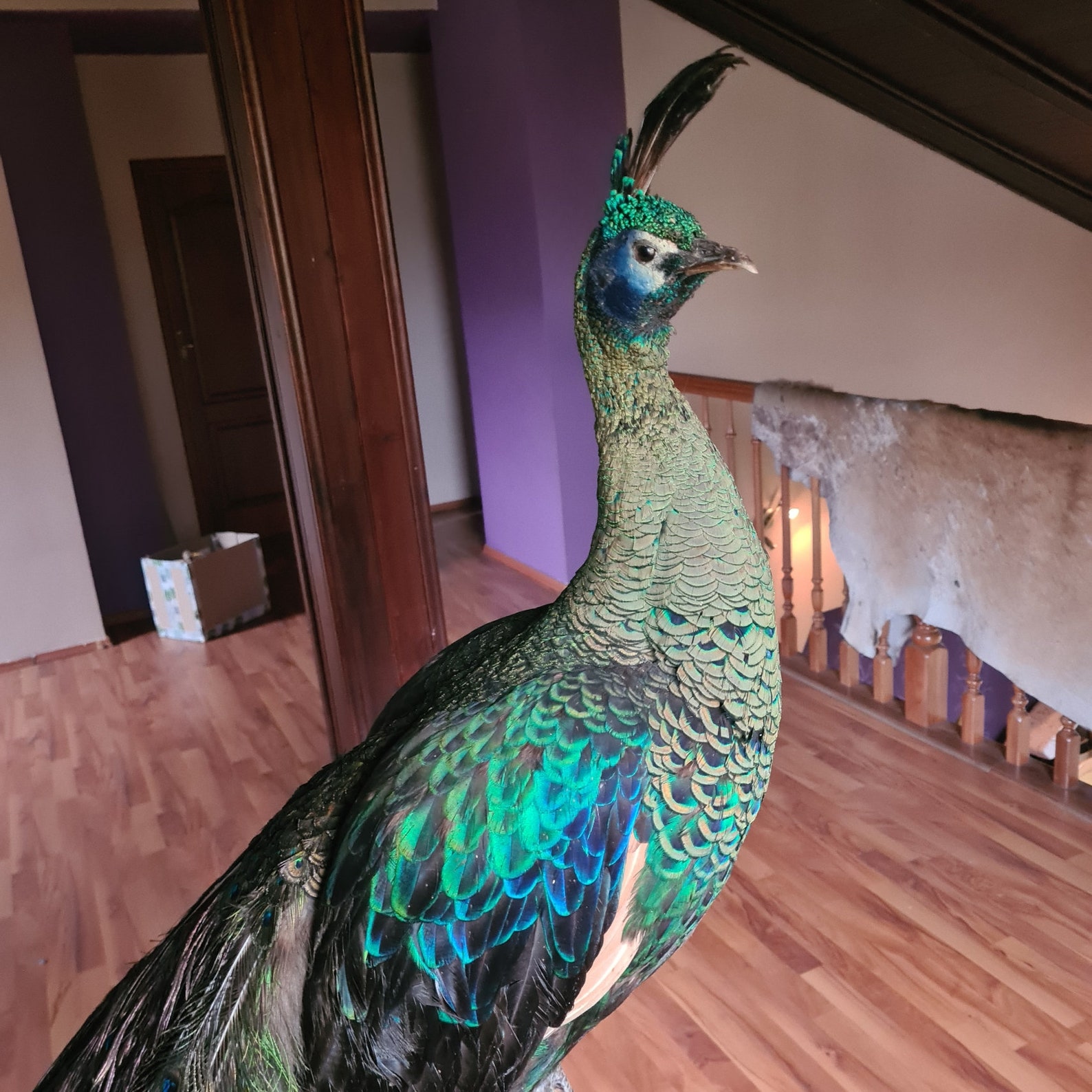 A Real Peacock Golden Emperor on a Natural Root. Taxiderm. - Etsy India