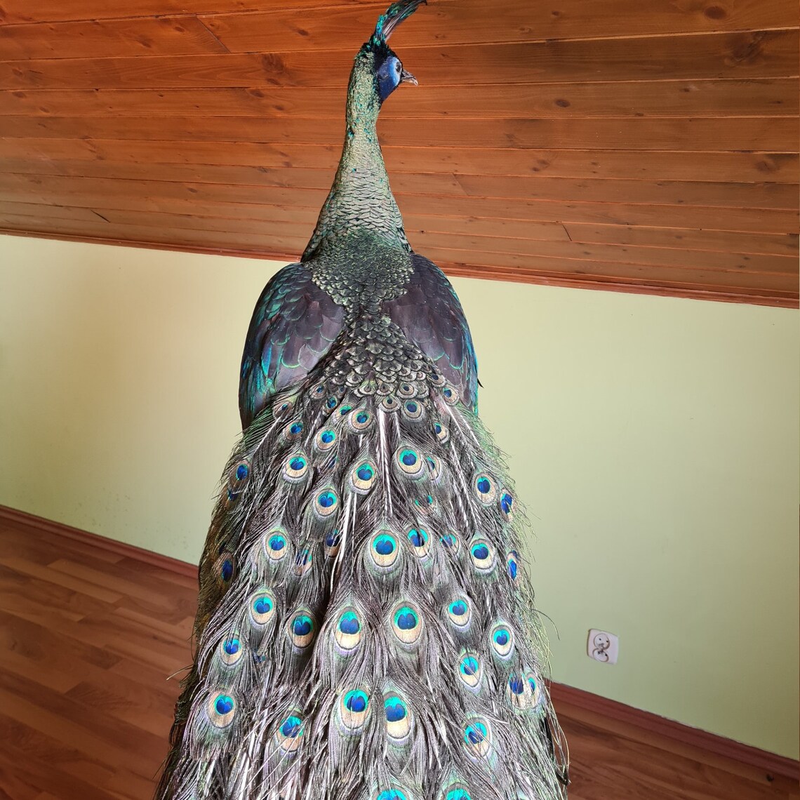 A real Peacock golden emperor on a natural root. Taxiderm. | Etsy