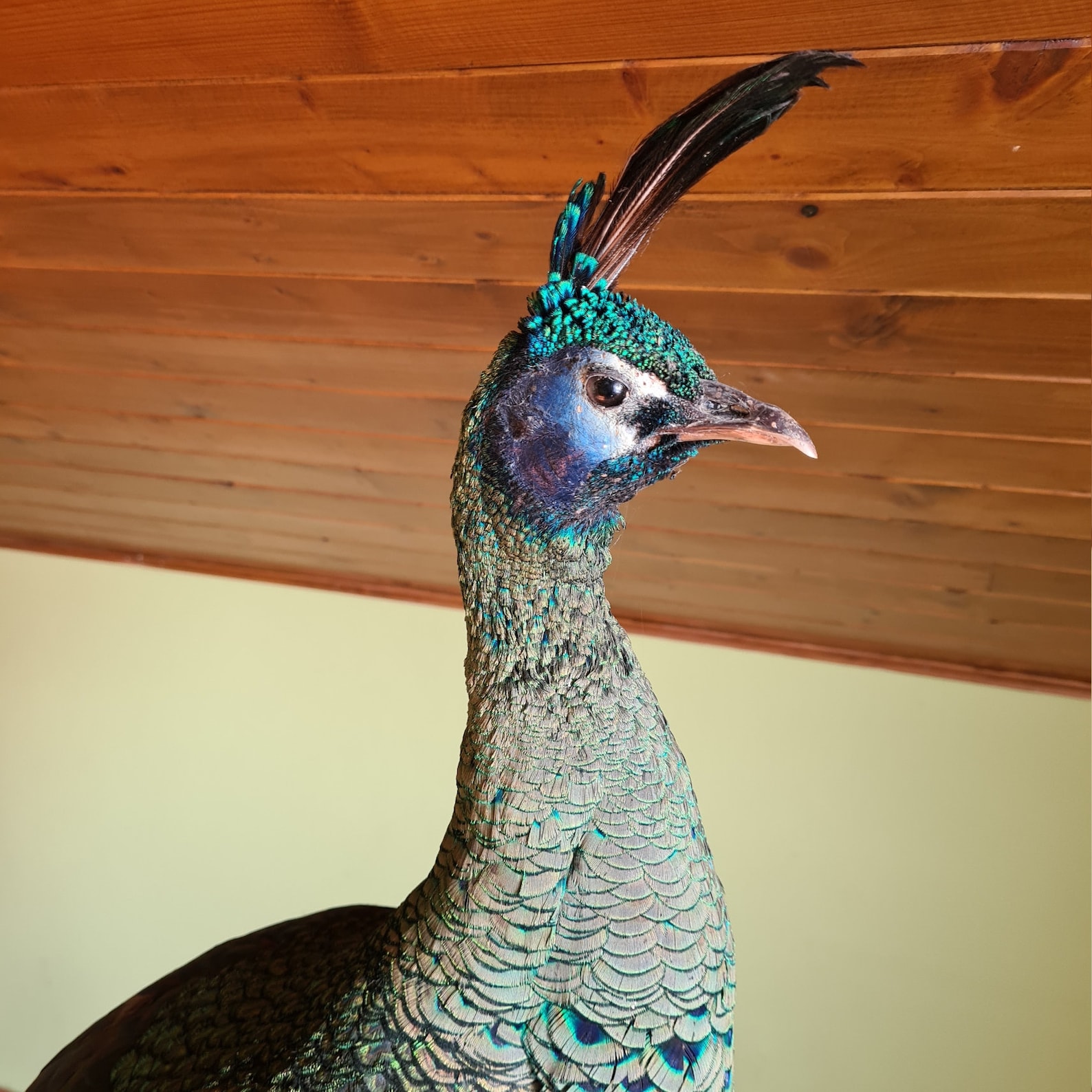 A Real Peacock Golden Emperor on a Natural Root. Taxiderm. - Etsy India