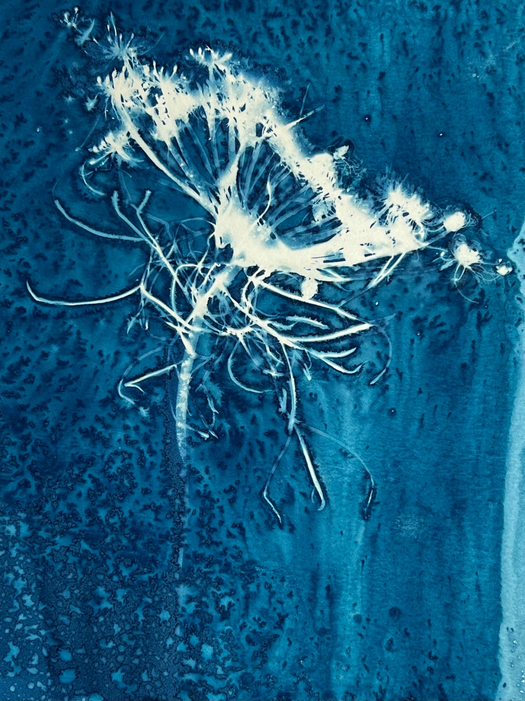 Botanical Art Cyanotype Framed Speckled Flora 12.5 X 15.5 - Etsy