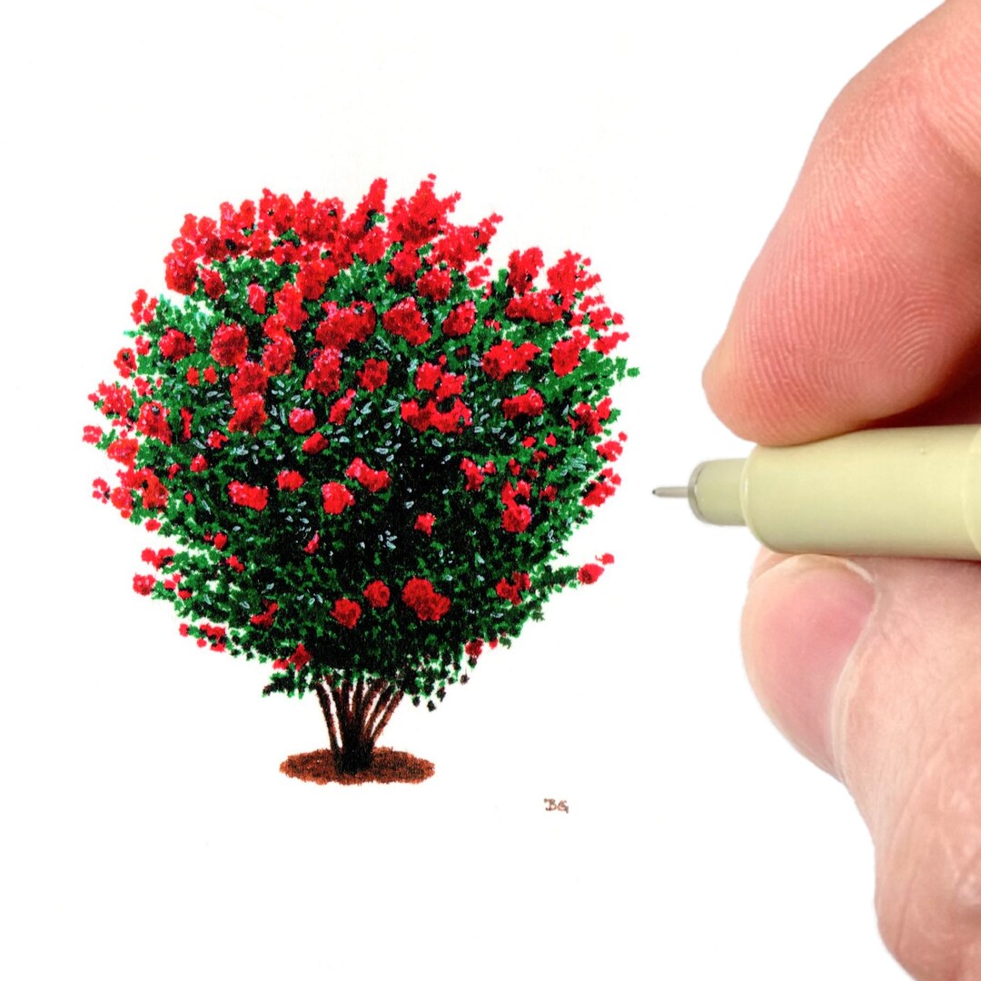 Crepe Myrtle Art Print Ink | Botanical Illustration | Flower Artwork ...