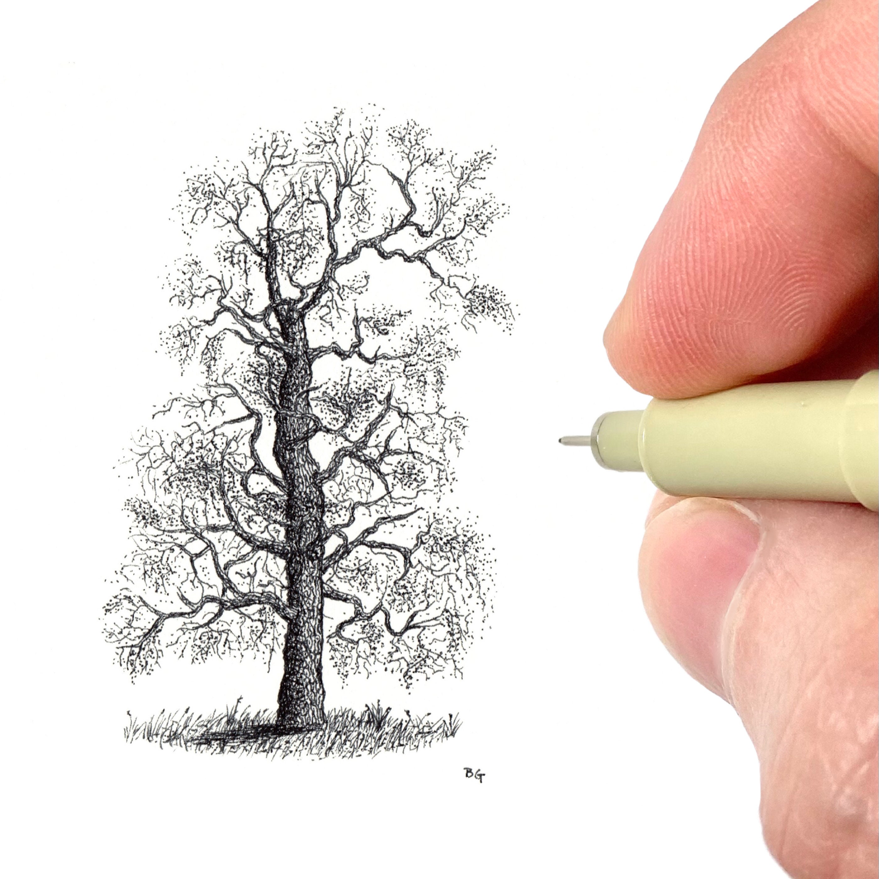 Poplar Tree Pen and Ink Art Print Botanical Illustration Miniature Tree ...