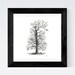 Poplar Tree Pen and Ink Art Print | Botanical Illustration | Miniature ...