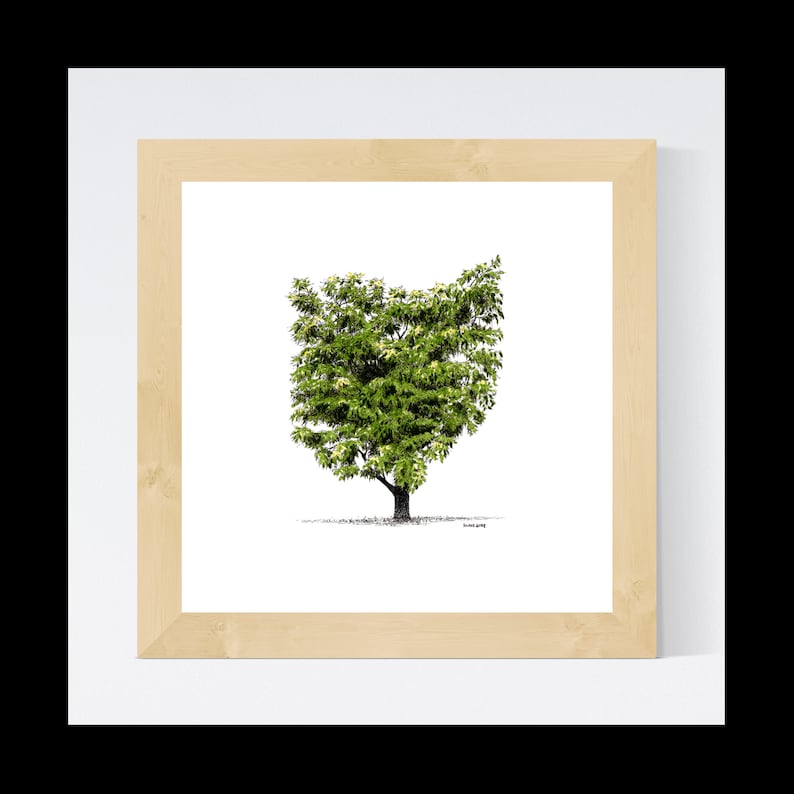Ohio as a Buckeye Tree Art Print Ohio State Tree - Etsy