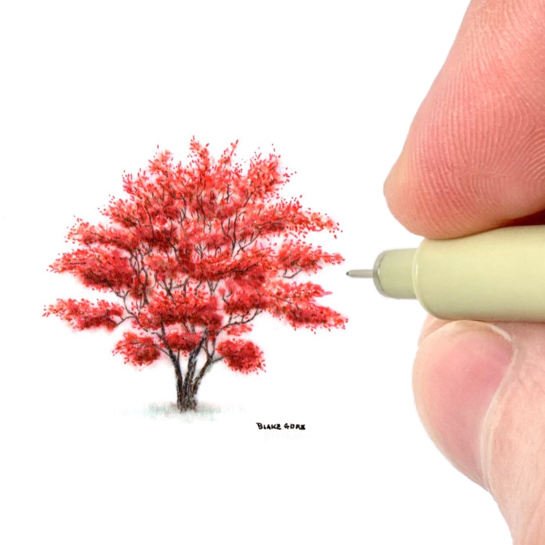 Japanese Maple Art Print | Botanical Tree Illustration | Nature ...