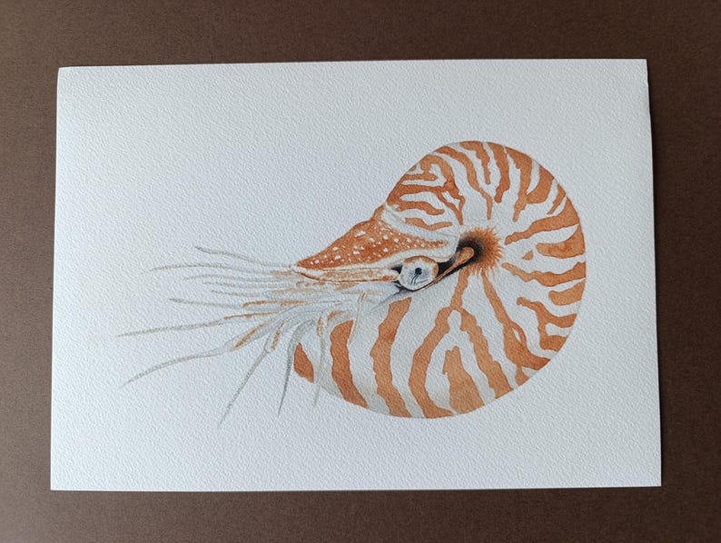 Nautilus Original Watercolor Painting - Etsy