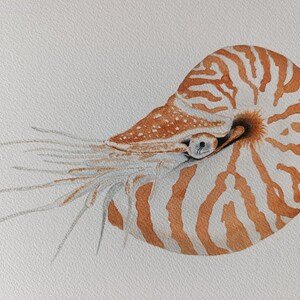 Nautilus Original Watercolor Painting - Etsy
