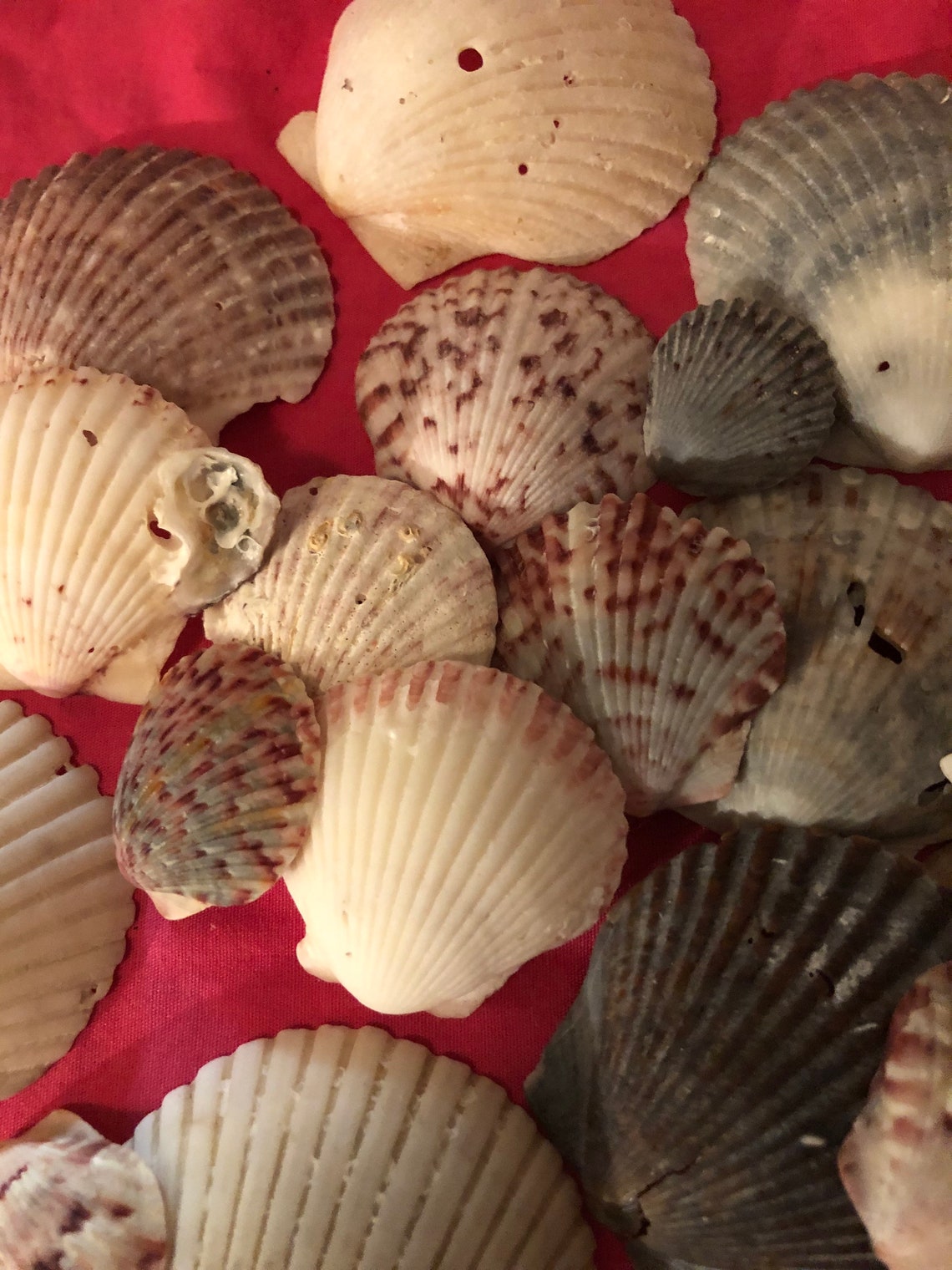 Assorted Scallop Shells - Etsy
