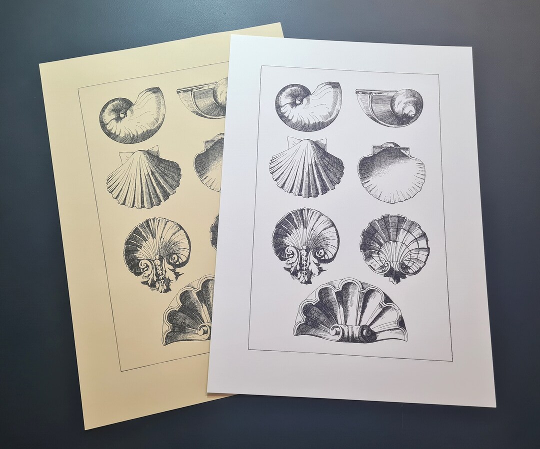 Shells Printable A3 Poster Seashells Victorian Style Art Beach Antique ...