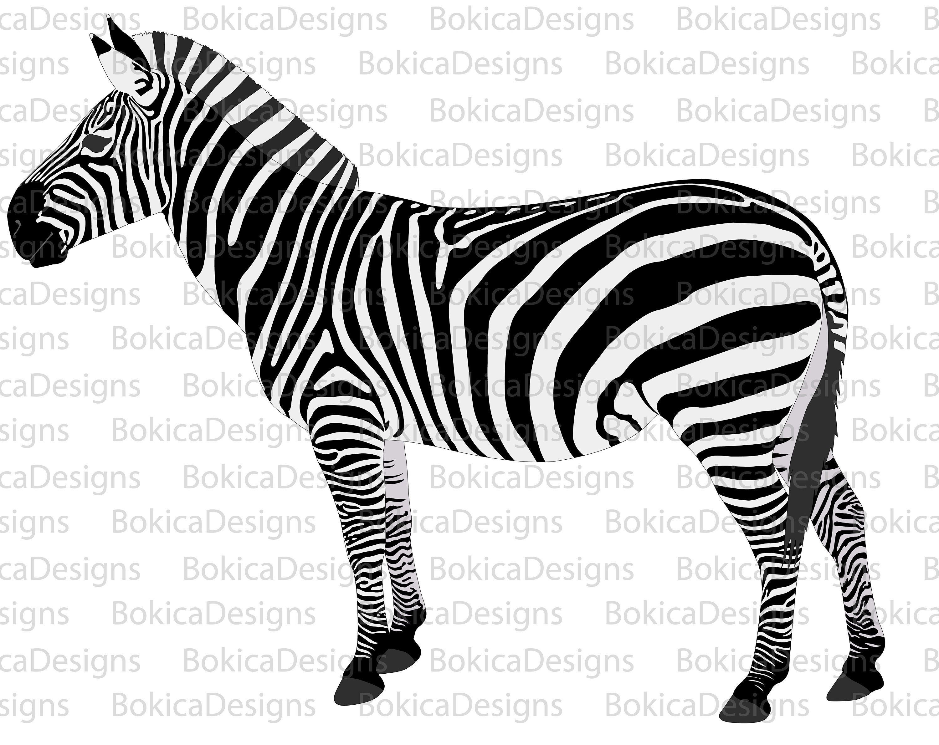Detailed Illustration of Zebra Vector Artwork. Detailed Illustration of ...