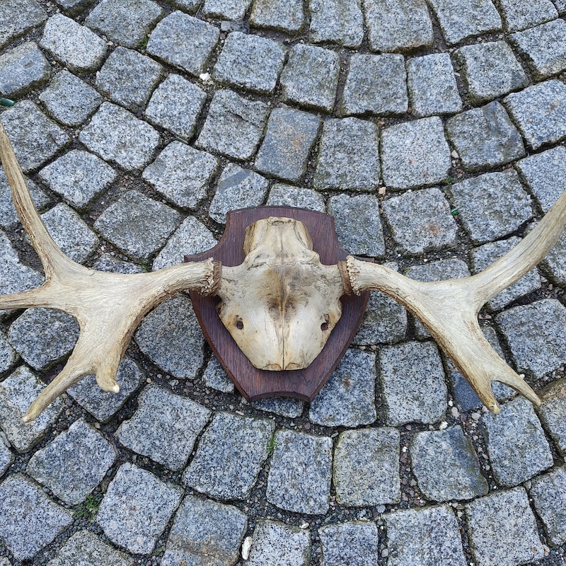 Real Moose Skull - Etsy