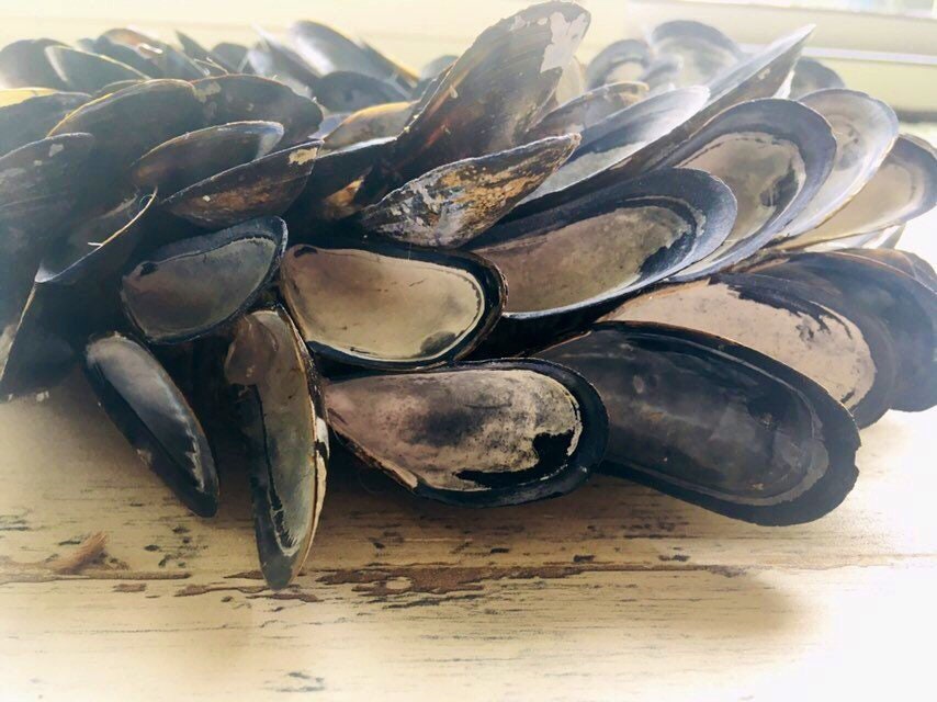 Mussel wreath wreaths made with seashells wreaths for beach | Etsy