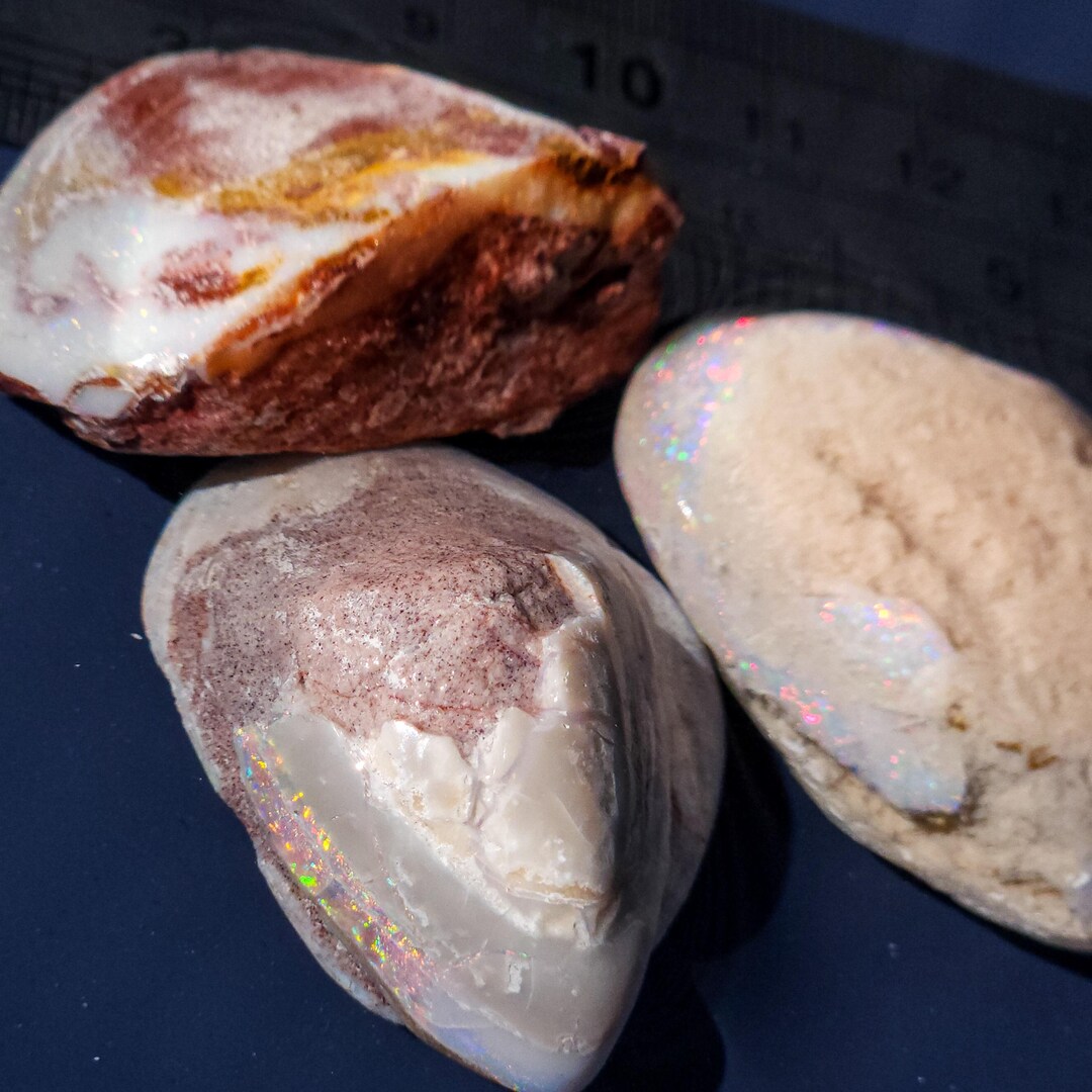 224ct Rare Coober Pedy Opal Seashell Specimens, Opal Fossils, Opalised ...