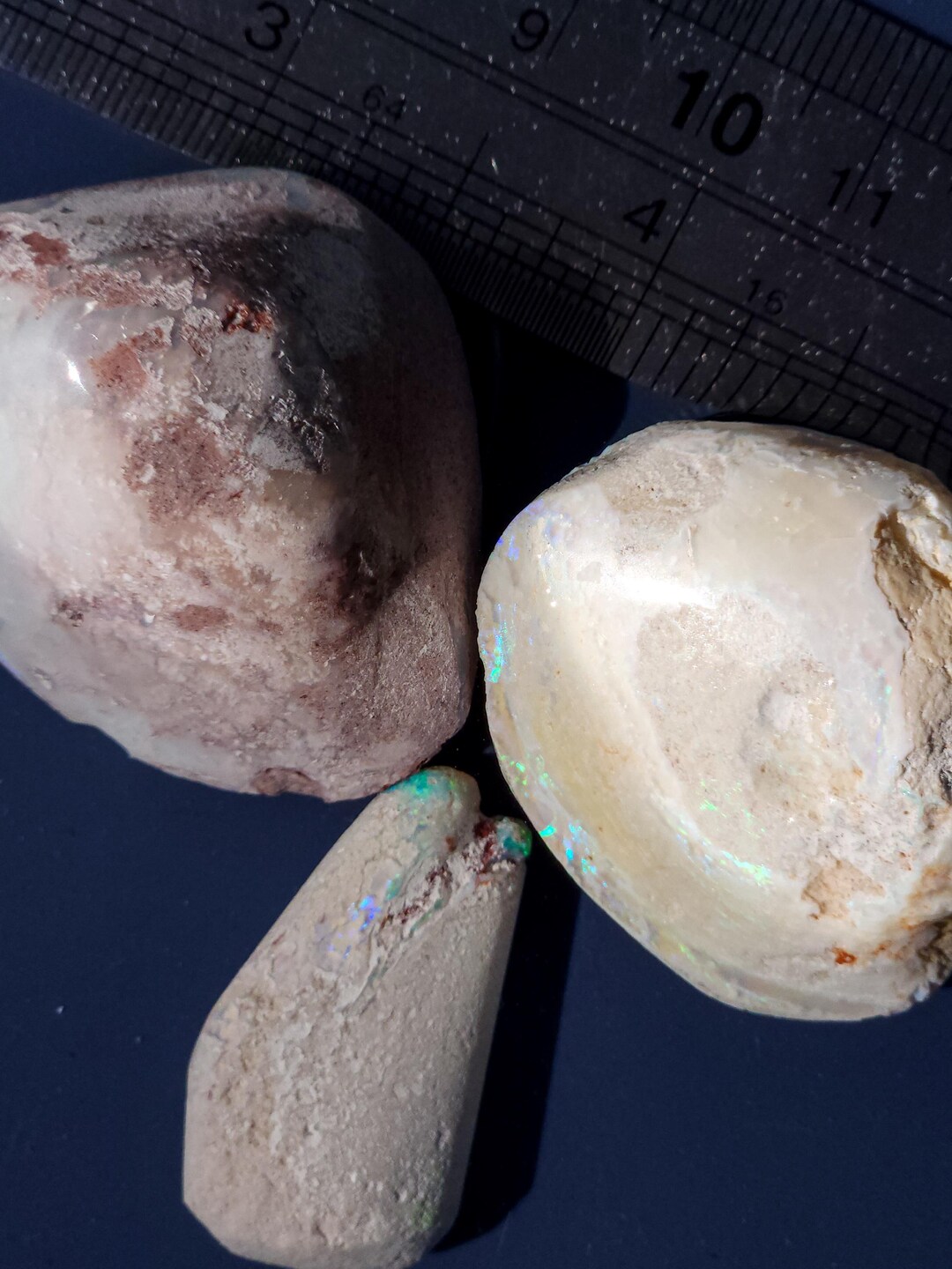 204ct Rare Coober Pedy Opal Seashell Specimens, Opal Fossils, Opalised ...