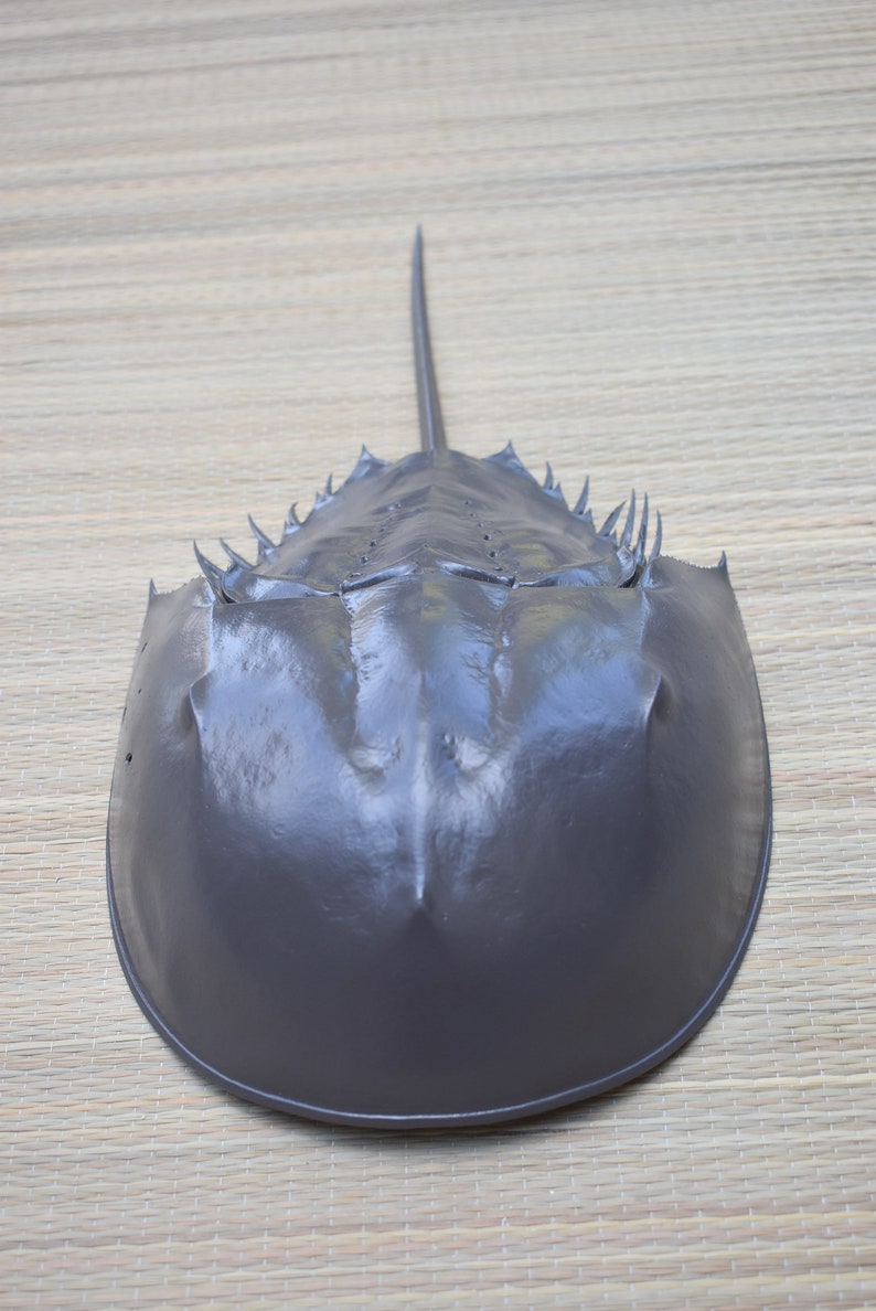 Painted Horseshoe Crab Gray Dark 1 - Etsy