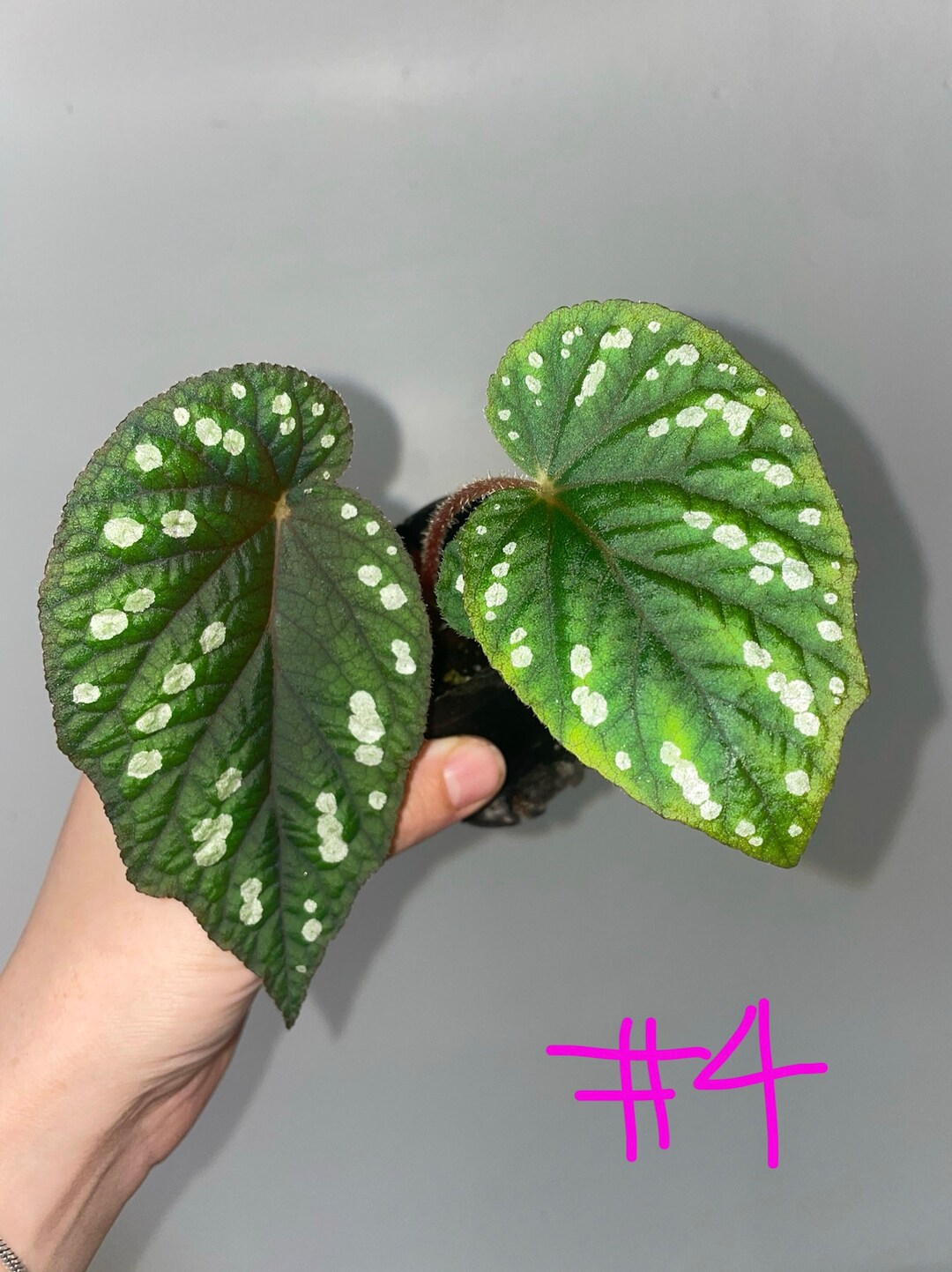 Begonia U692 formerly Erectocarpa - Etsy