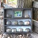 Trophy Buckle Display - Etsy