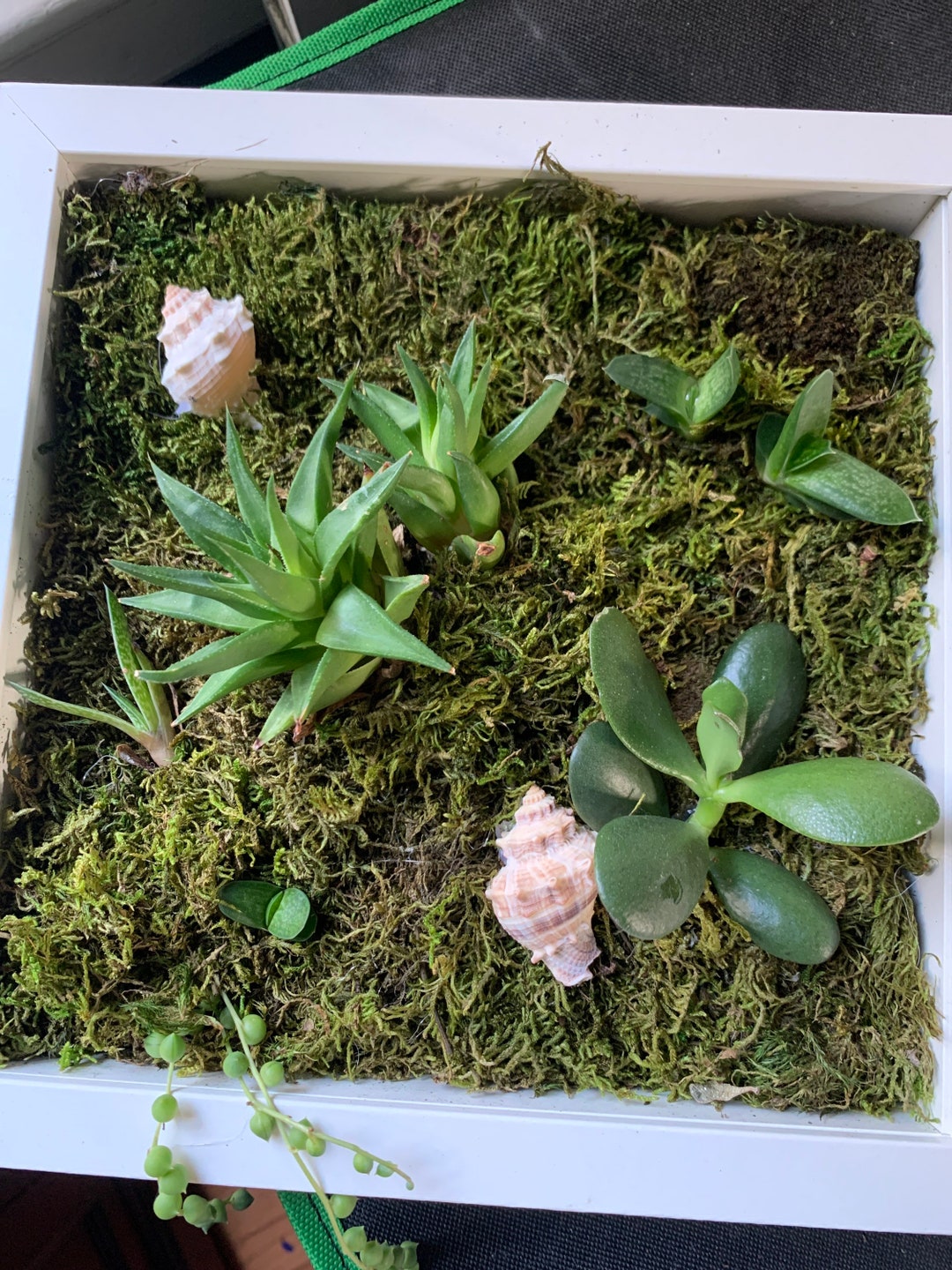 Mini Living Wall - Etsy