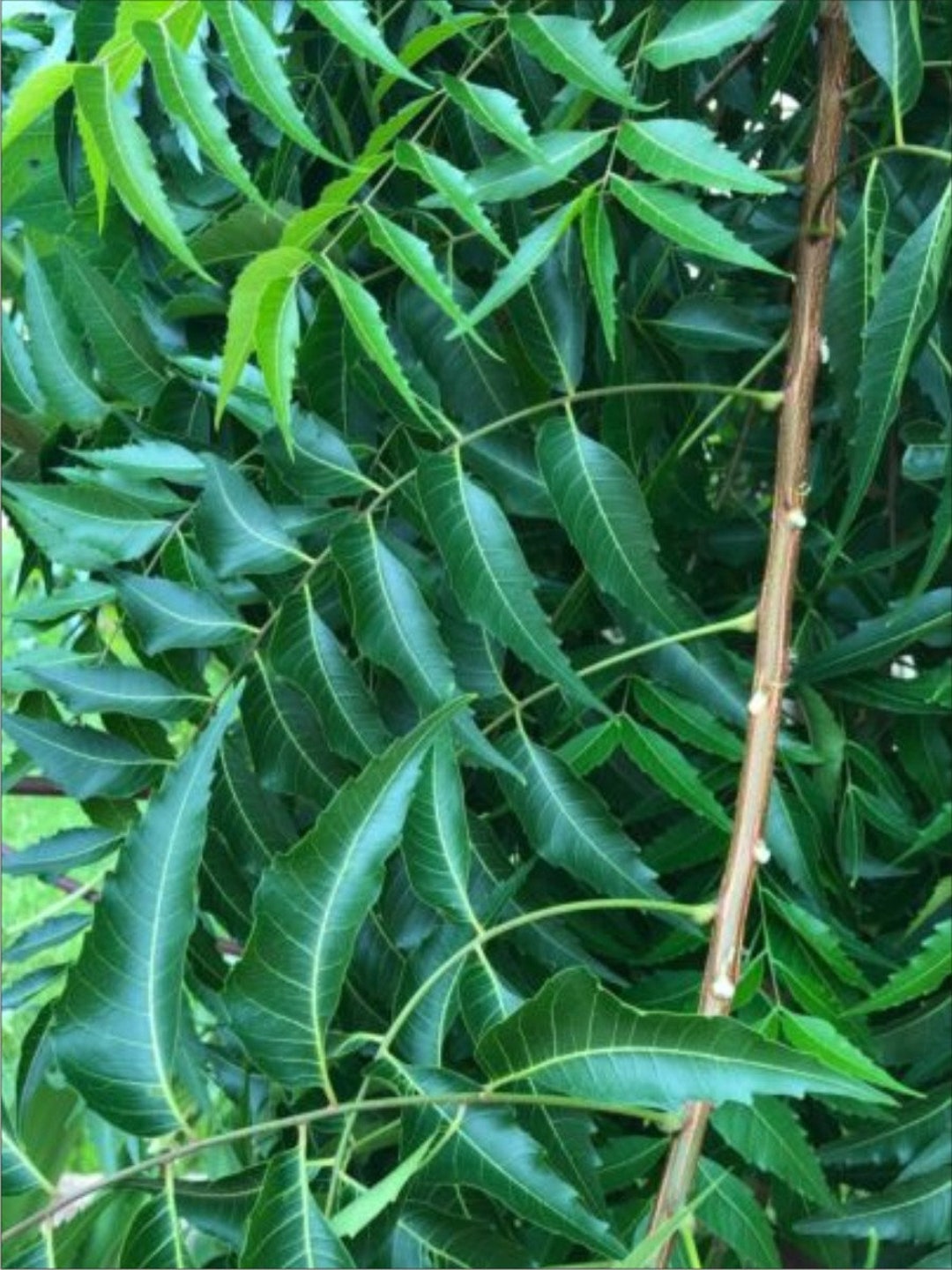 Organic Neem Leaf Powder: Natural Skincare for Sensitive Skin - Etsy