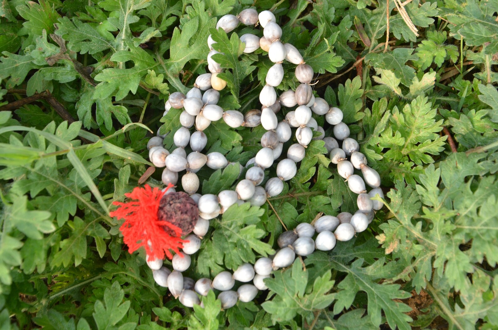 This Garland is Made of 108 Seeds of Vaijayantithe Devotees - Etsy