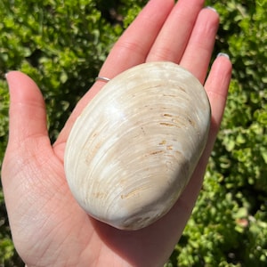 Large Fossil Clam Bivalve, Fossil Shell, Clamshell, Bivalve Clam ...