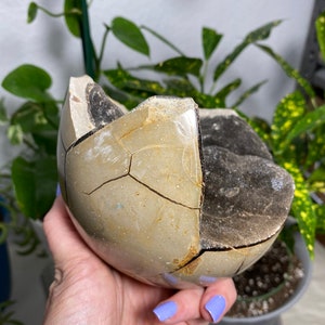 UV Reactive Half Septarian Dragon Egg Geode W/stand - Etsy