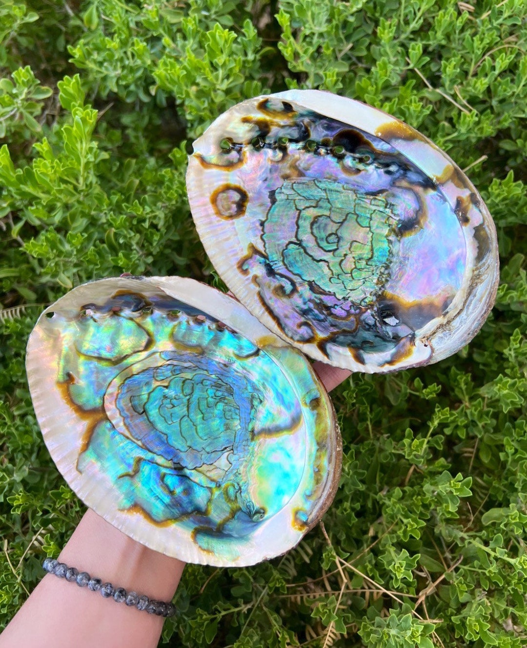 New Zealand Paua Shells, Ritual Shell, Incense Holder, Beach Decor ...