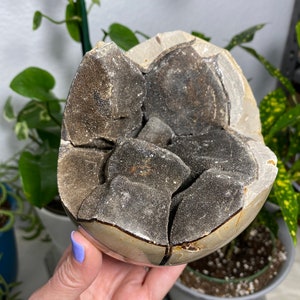 UV Reactive Half Septarian Dragon Egg Geode W/stand - Etsy