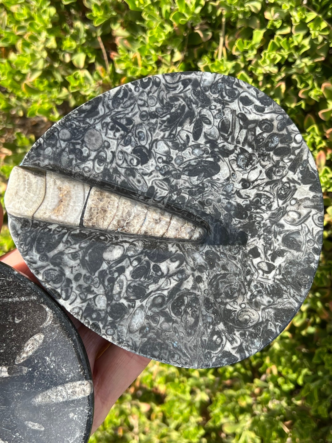 You Choose*orthoceras Fossil Bowls, Orthoceras Fossil, Orthoceras Bowl ...