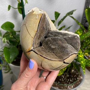 UV Reactive Half Septarian Dragon Egg Geode W/stand - Etsy