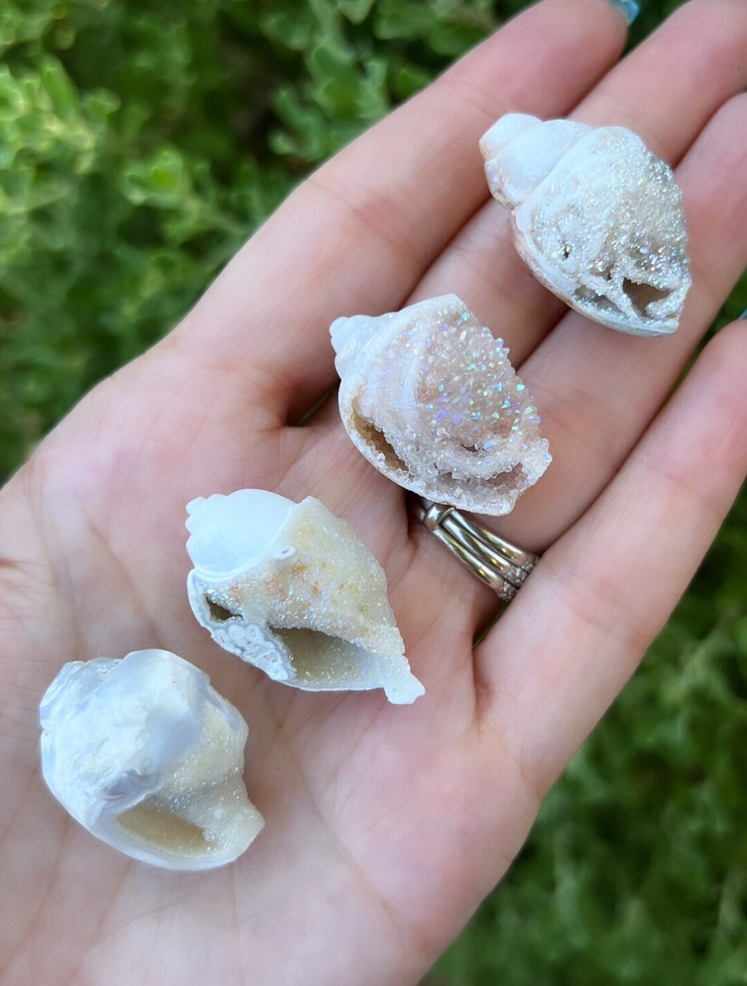 You Choose*extra Large Aura Quartz Druzy Spiralite Seashells ...