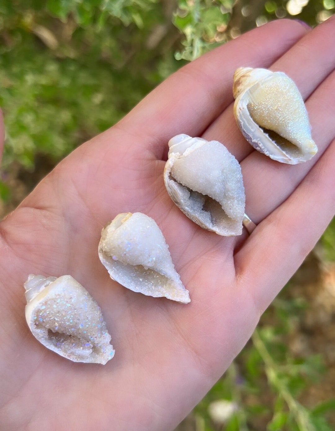 You Chooseextra Large Aura Quartz Druzy Spiralite Seashells, Fossilized ...